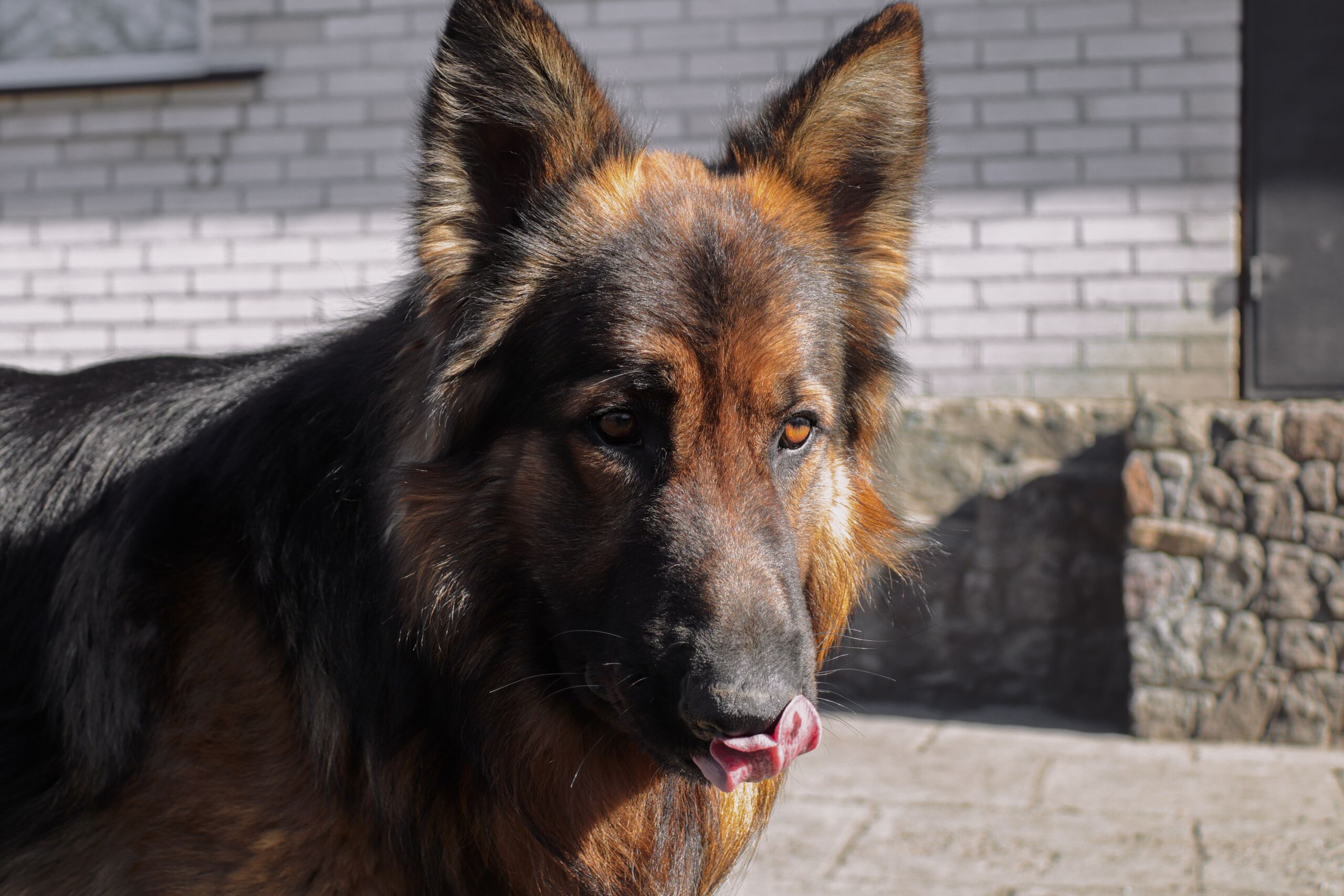 Guard Dog Security - Security Guards Europe